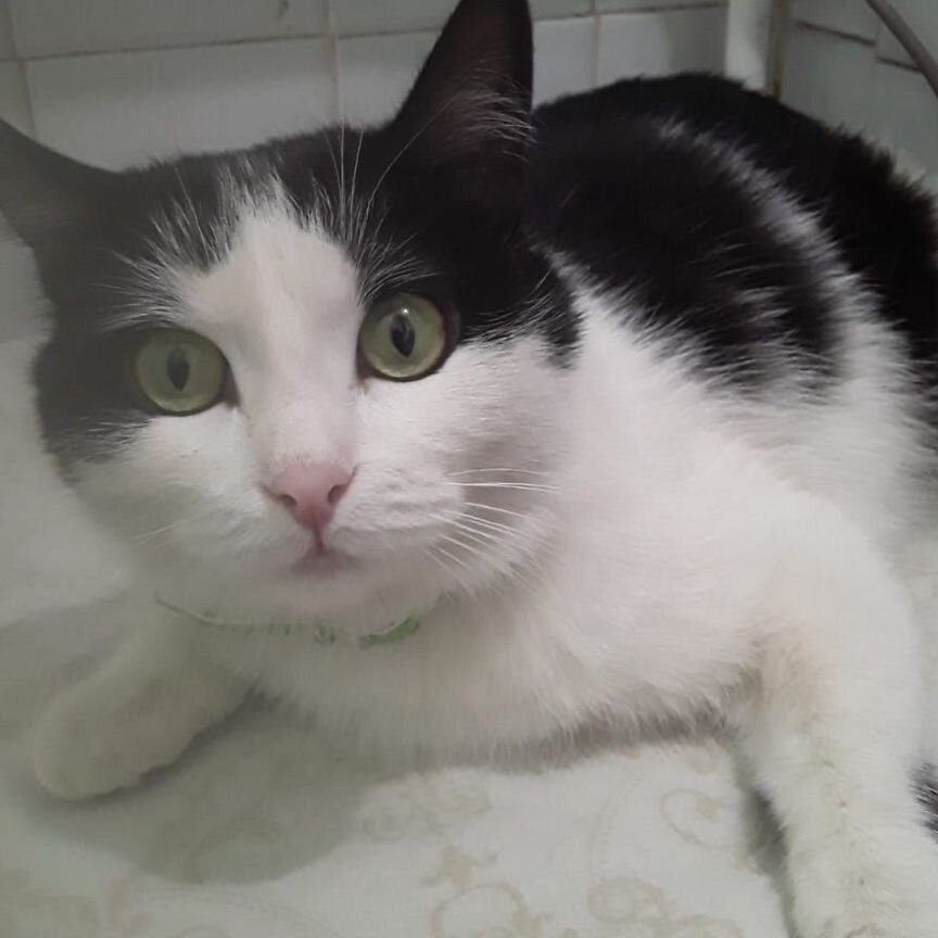 Кошечке нужен дом
