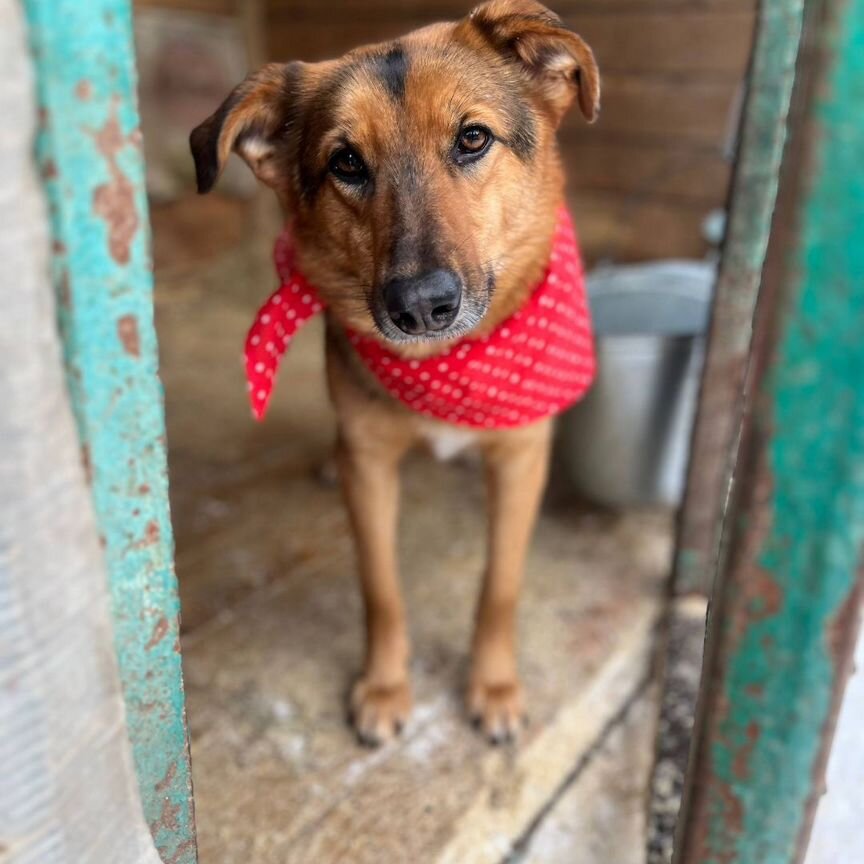 Взрослая собака в добрые руки