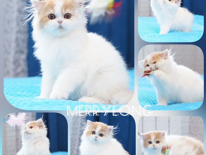 Котята шотландские, девочки