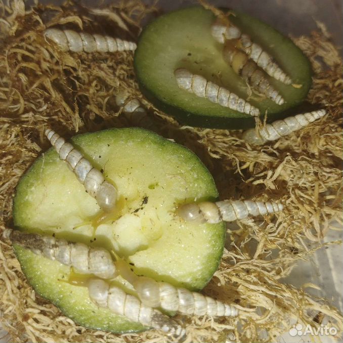 Суббулины октона