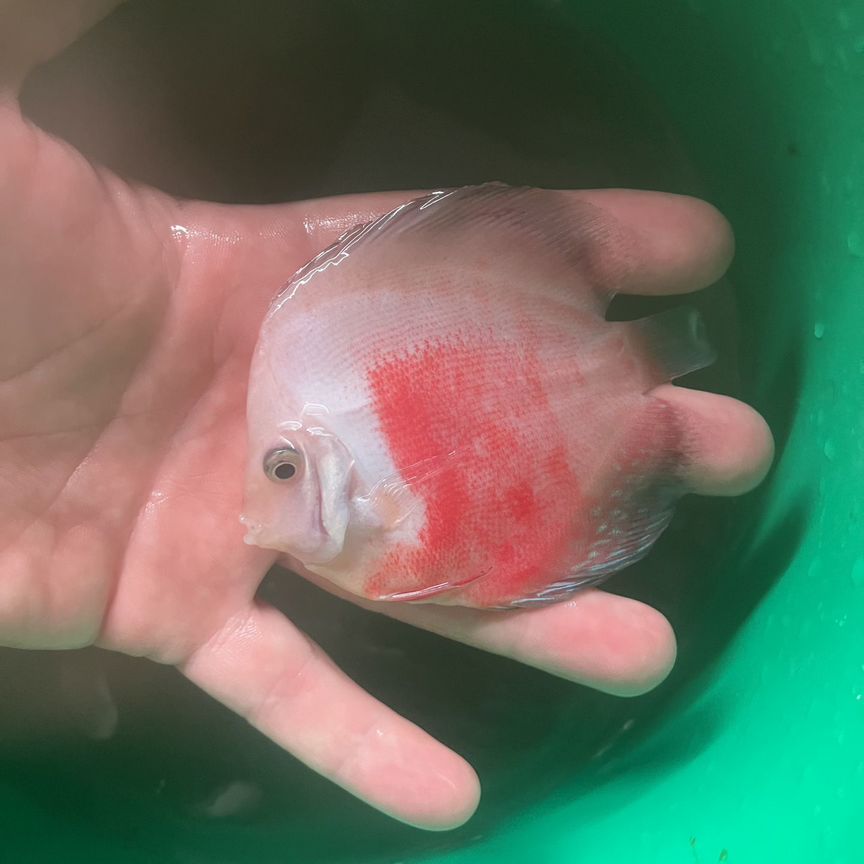 Продам дискусов