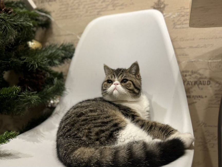 Кошечка плюшка