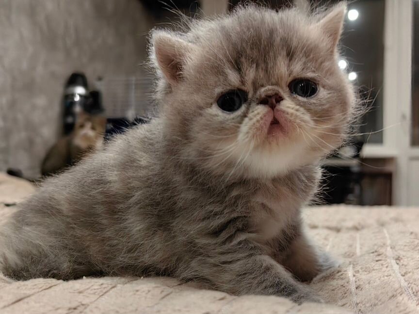 Экзотическая короткошерстная