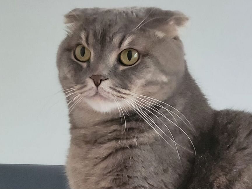 Шотландкий кот