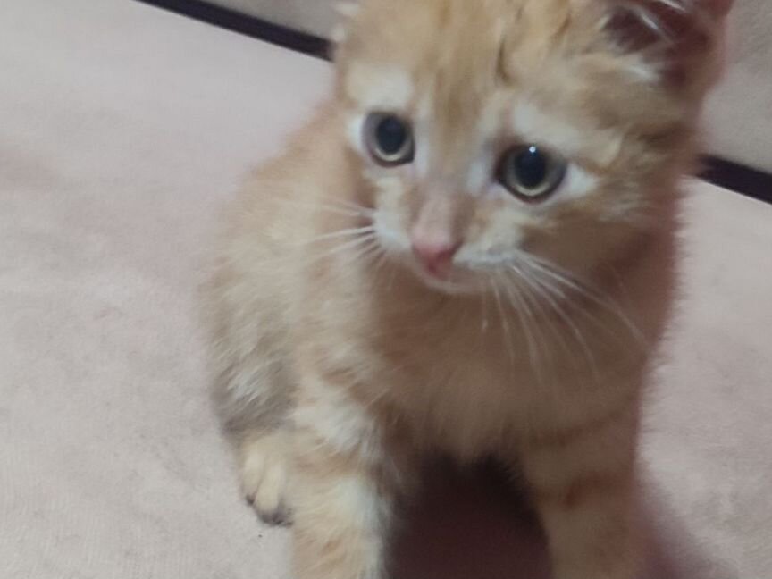 Кошка