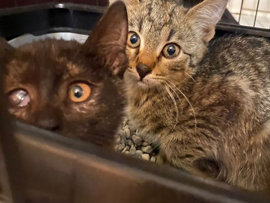 Когда фотки не очень, а сам ты такой милый котик