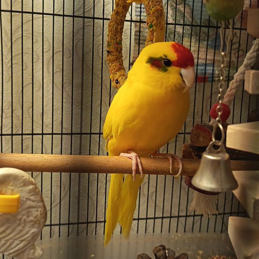 Попугай какарик