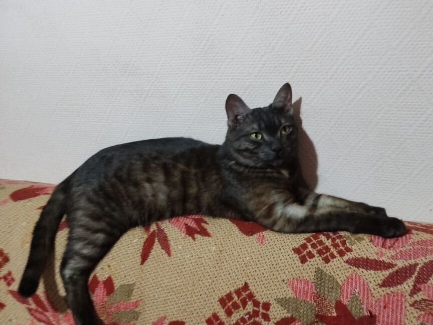 Молодой кот Байрон