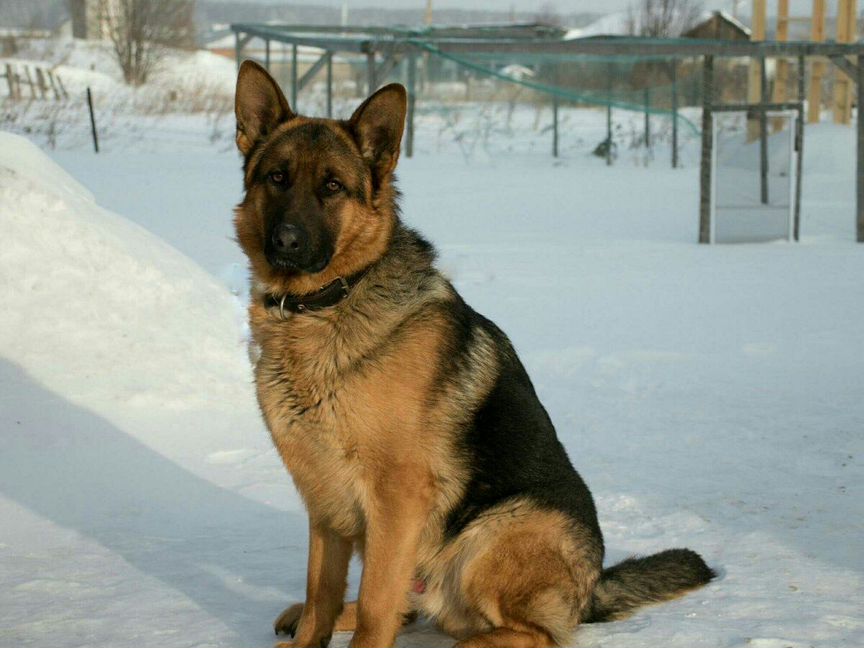 Вязка
