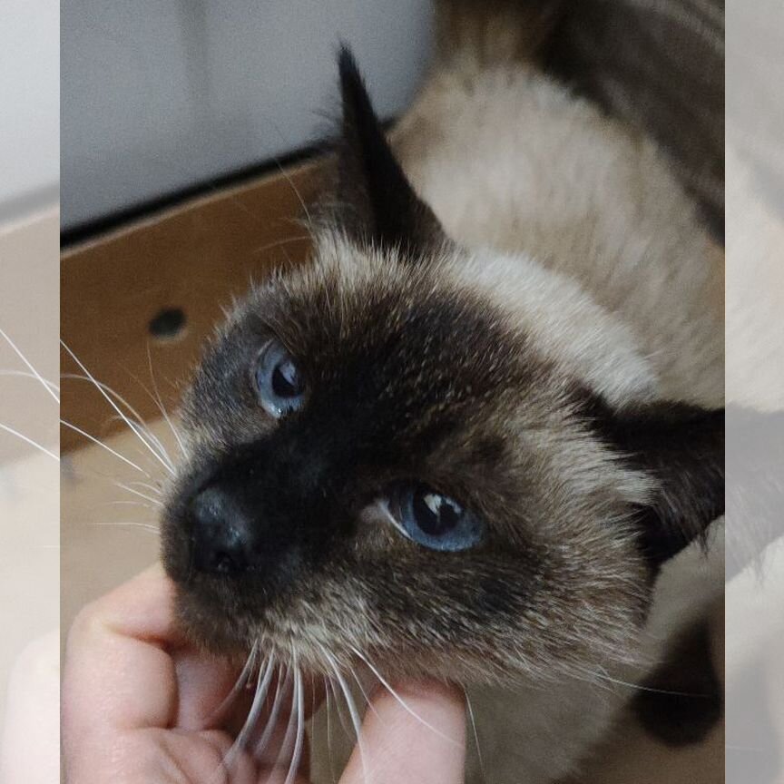 Кошка сиамская (потерялась) молодая в добрые руки