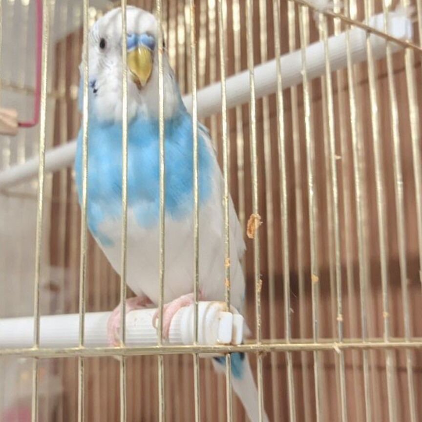 Волнистый попугай с клеткой