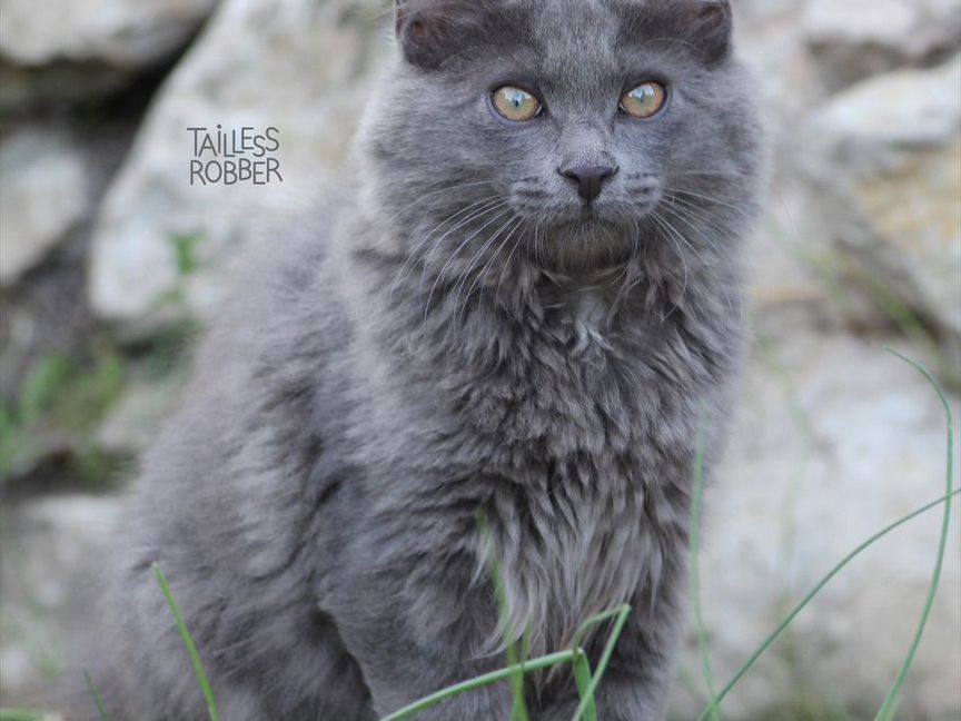 Котенок курильский бобтейл
