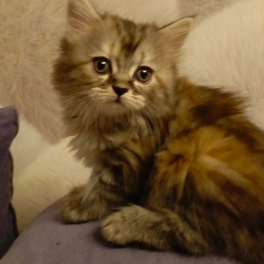 Котята шотландцы прямоухие