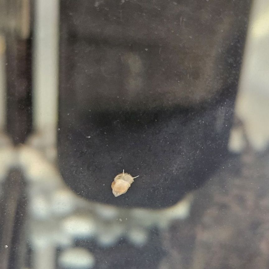 Улитки ампулярии