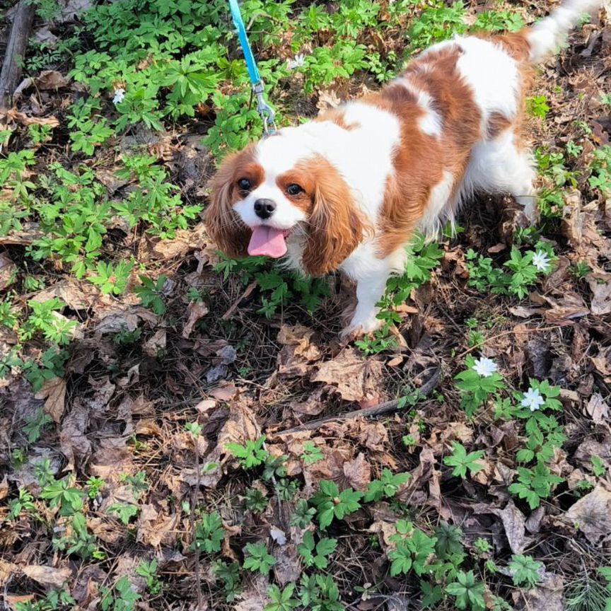 Девочка Кавалер