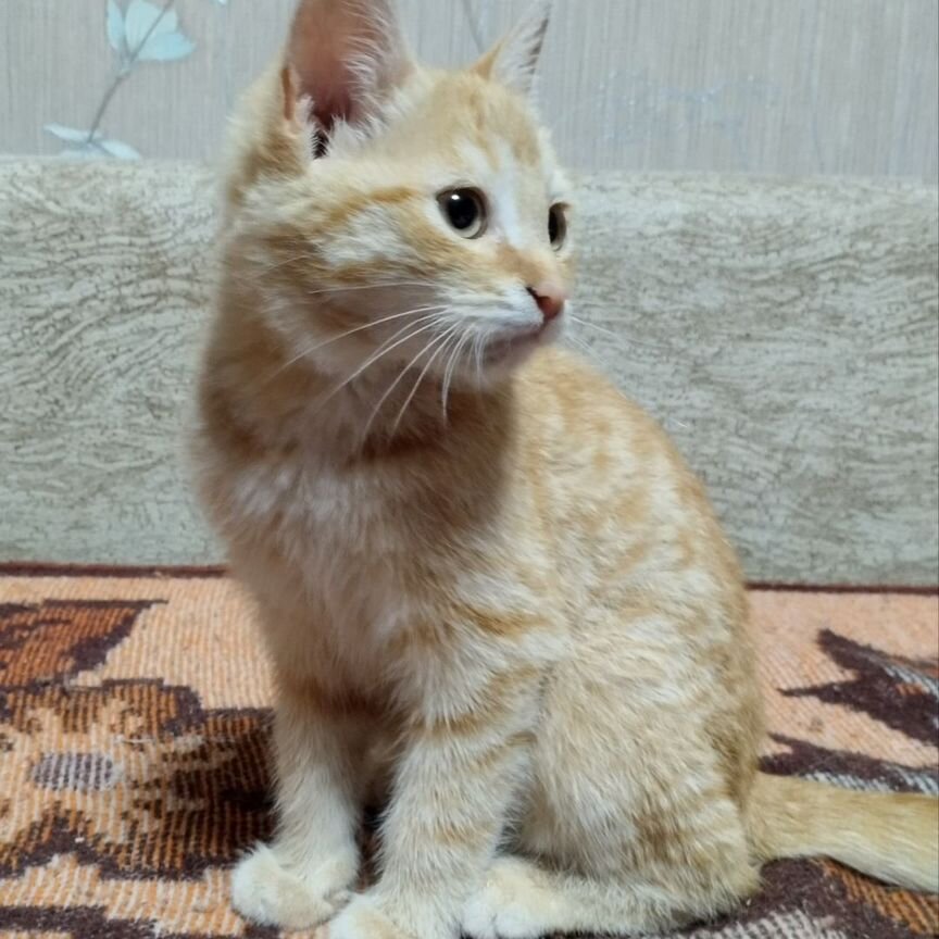 Котёнок в добрые руки