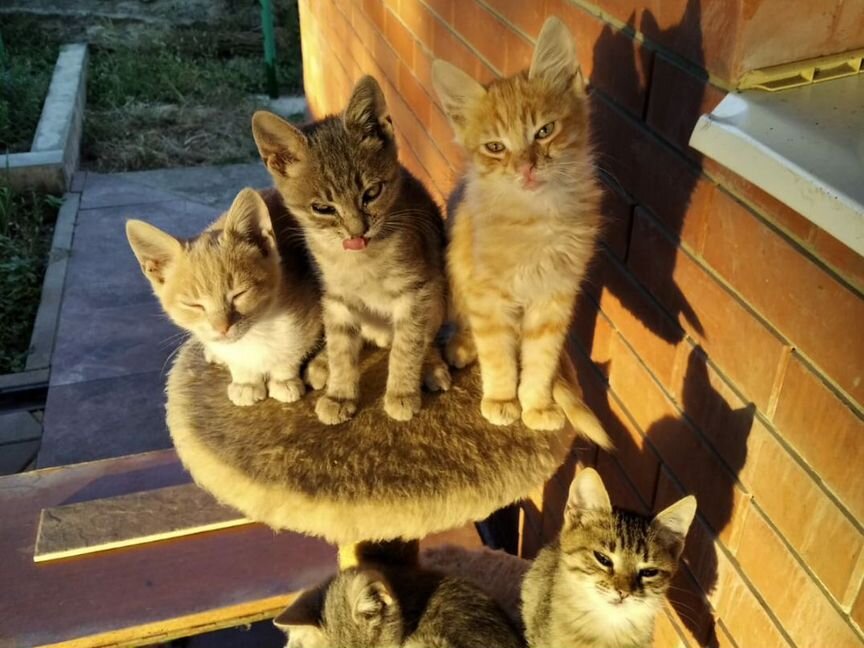 Котята мышеловы и крысоловы в добрые руки