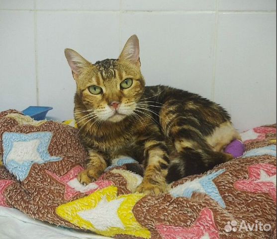 Бенгальская кошка