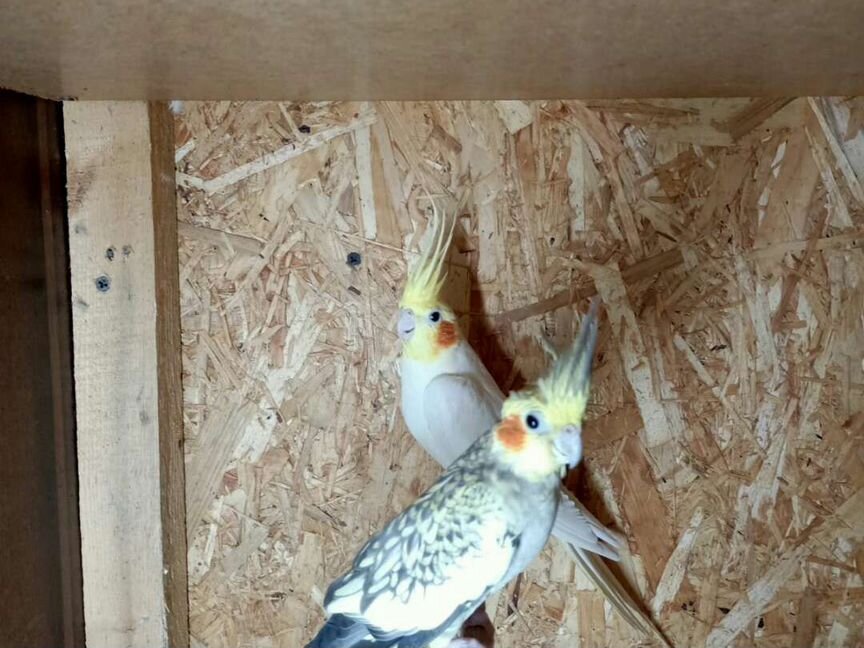 Попугай корелла