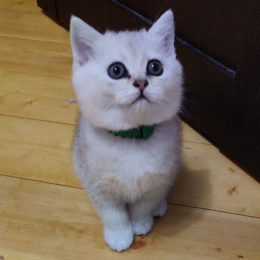 Шотландский прямоухий короткошёрстный котёнок