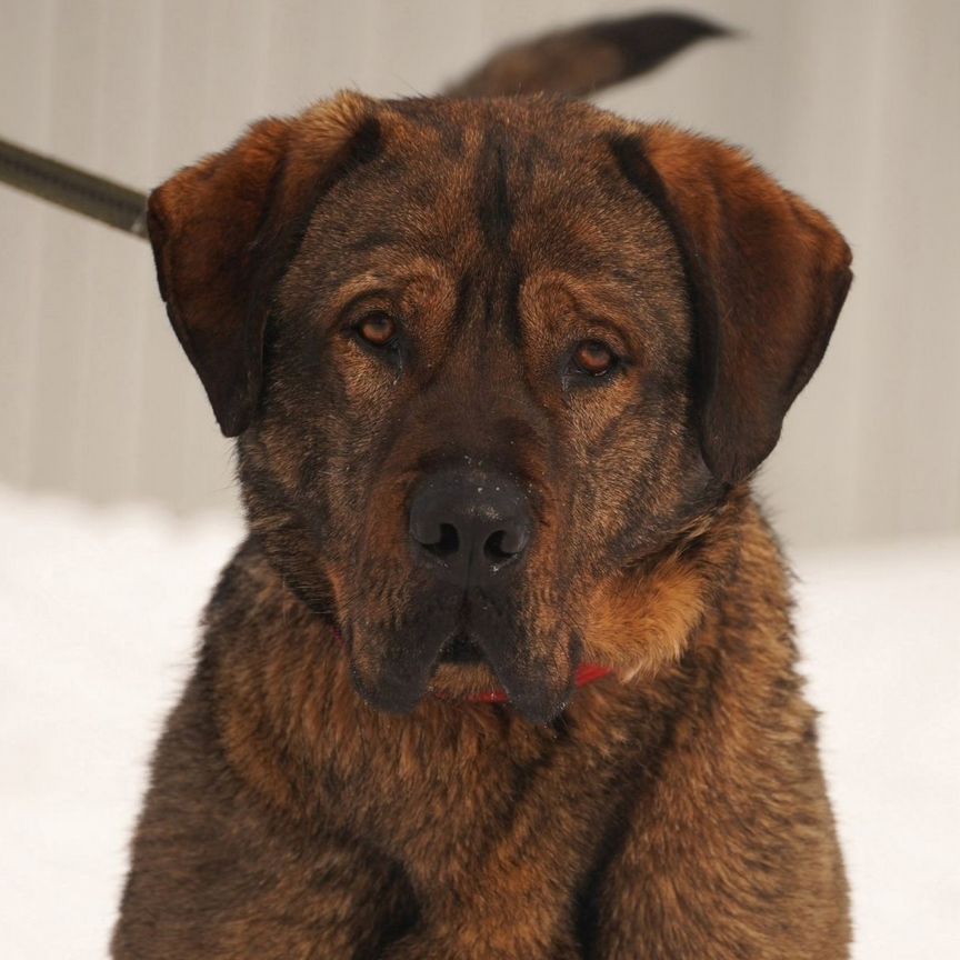 Взрослый пёс в добрые руки