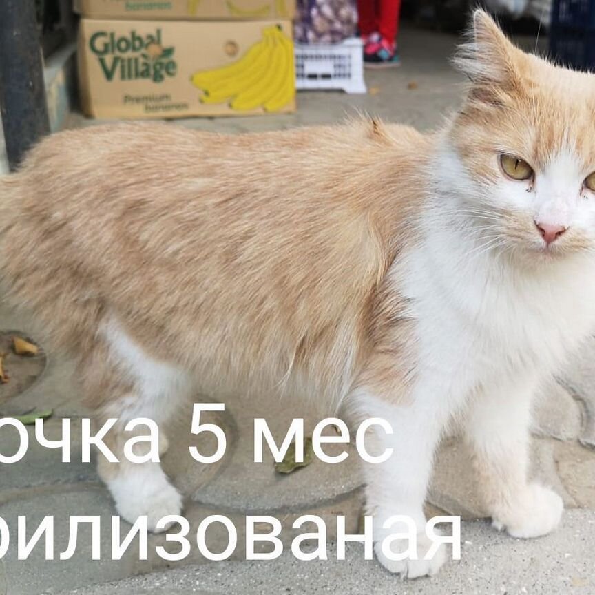 Котёнок девочка 5 мес стерилизована
