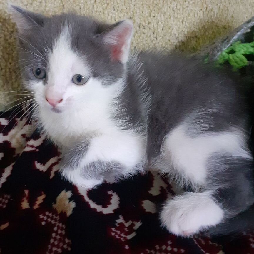 Котёнок в добрые руки