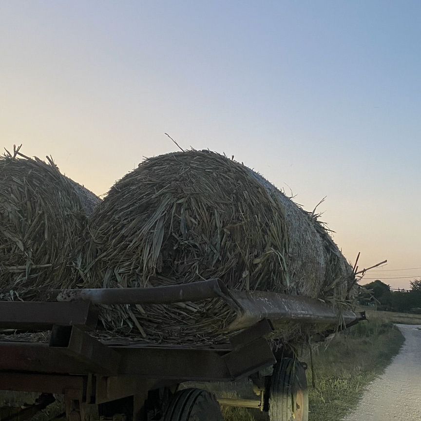 Кукурузная солома