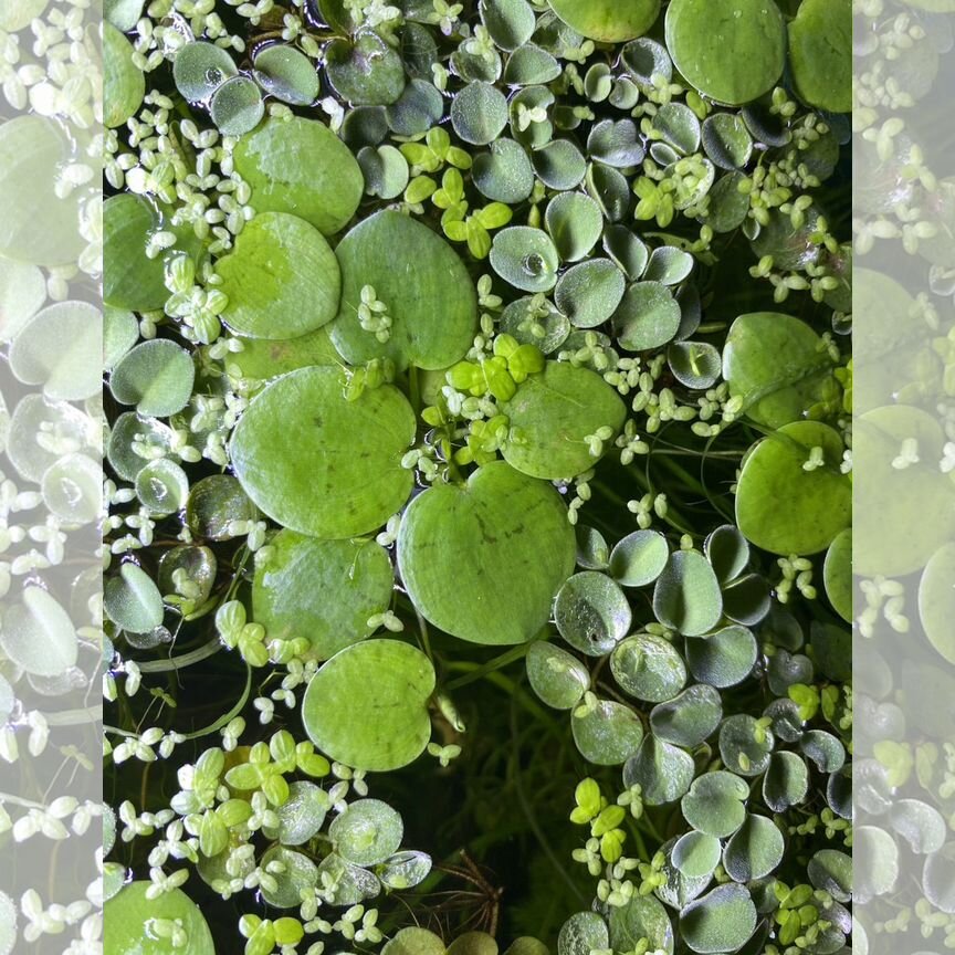 Сальвиния ушастая, лимнобиум