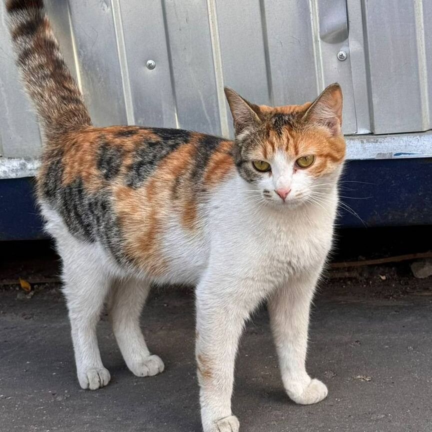 Гучи. Кошка не нашла дом