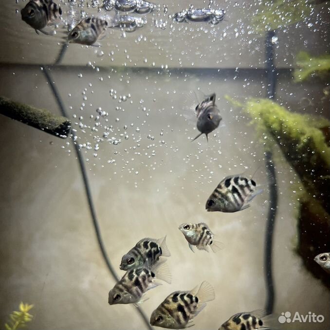 Рыбка попугай панда