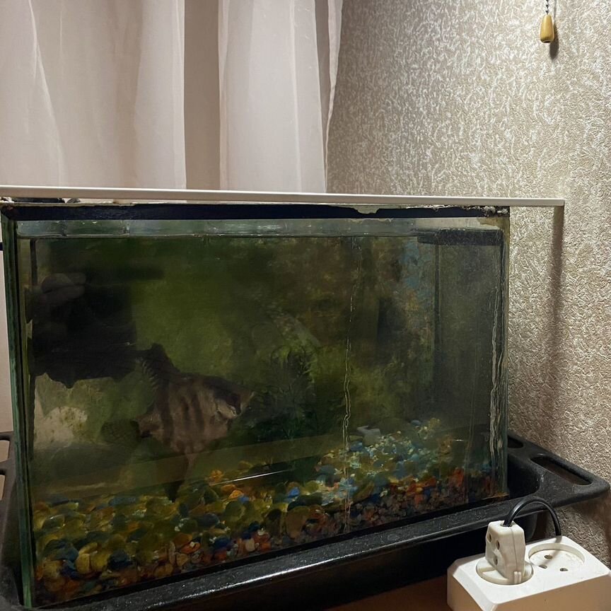 Аквариум с рыбкой