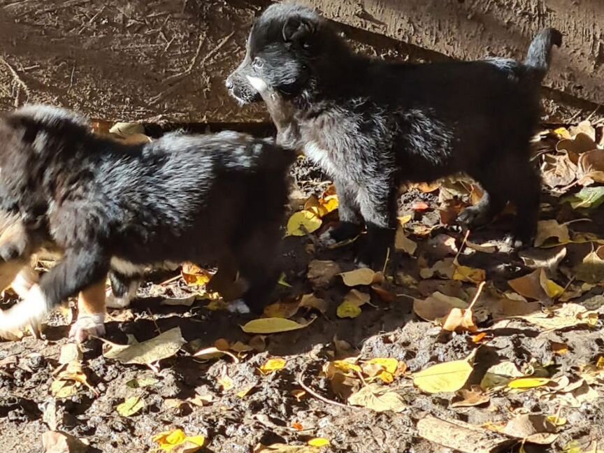 Щенки помесь чешский волчак с овчаркой