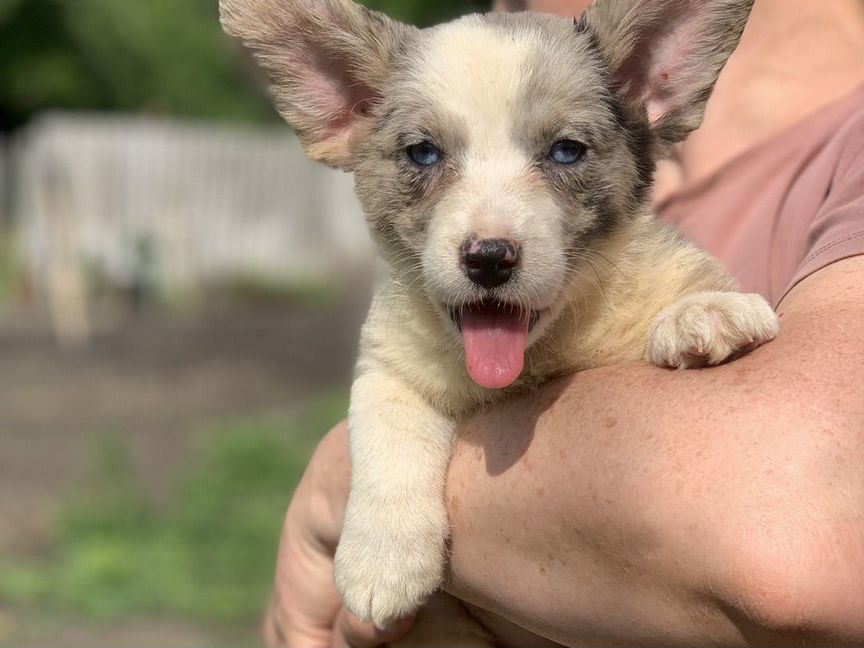 Голубоглазая девочка корги ждет свою семью