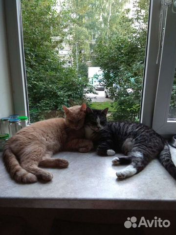 Коты в добрые руки