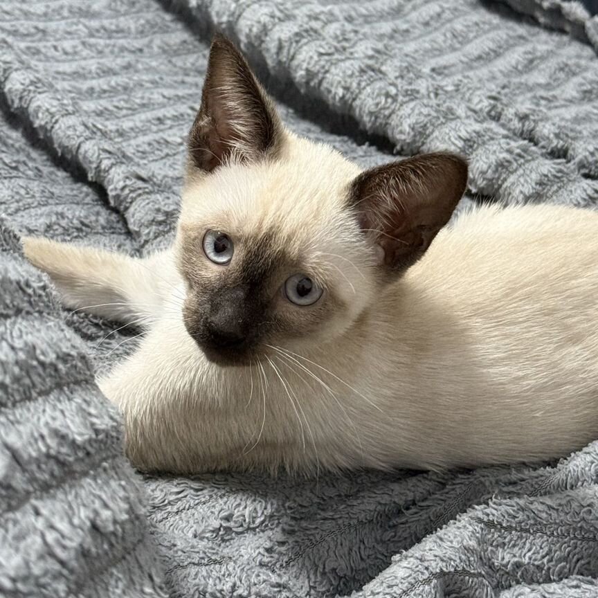 Ориентальный котёнок