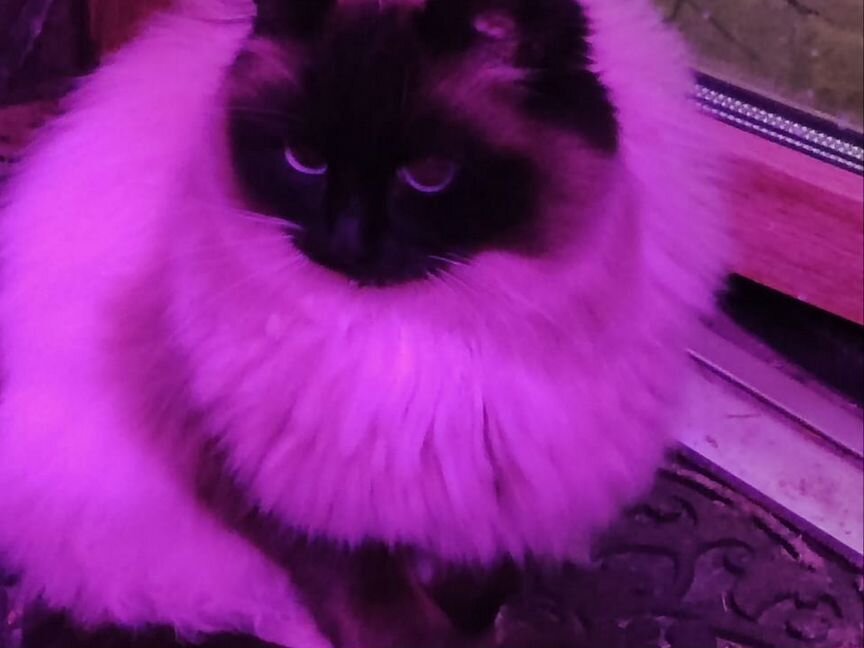 Отдам в добрые руки кошечку Машеньку