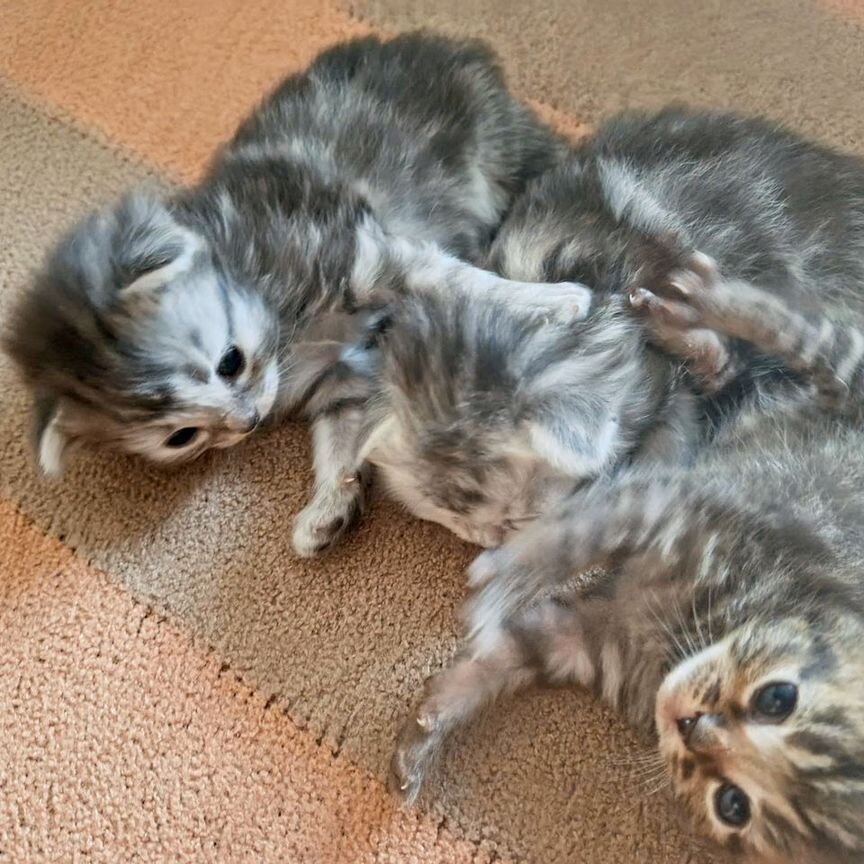 Малюськи в добрые руки)