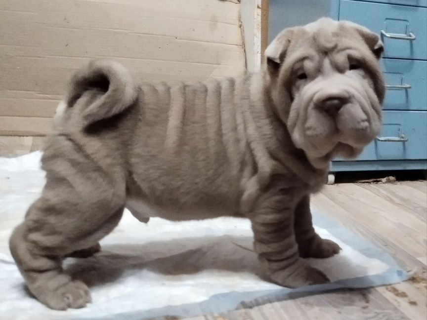 Лиловый малыш