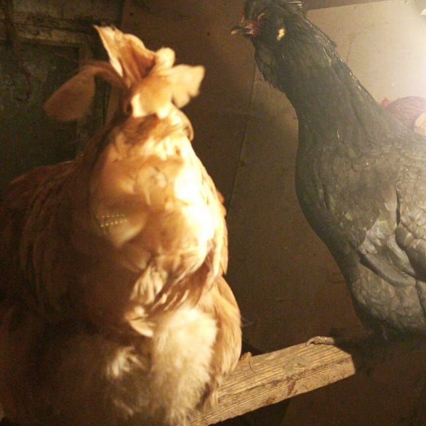 Курицы несушки