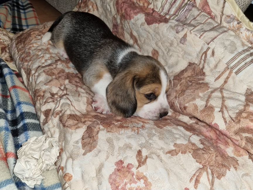 Собаки щенки бигль