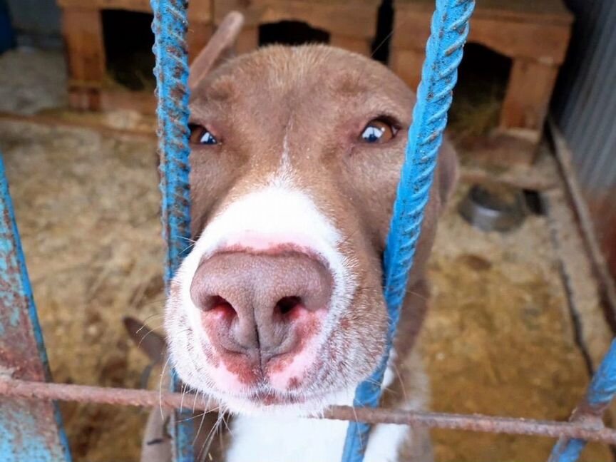 Тимон - вегетарианец