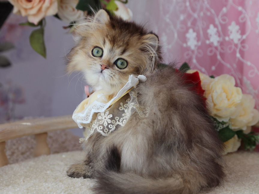 Кукла