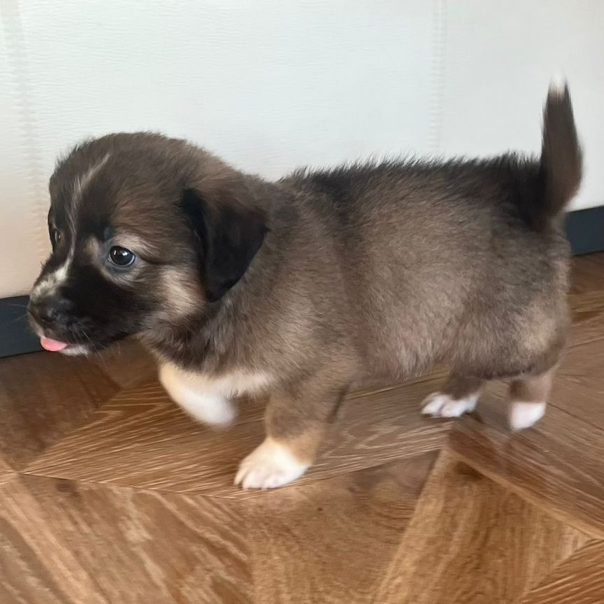 Щенок в добрые руки