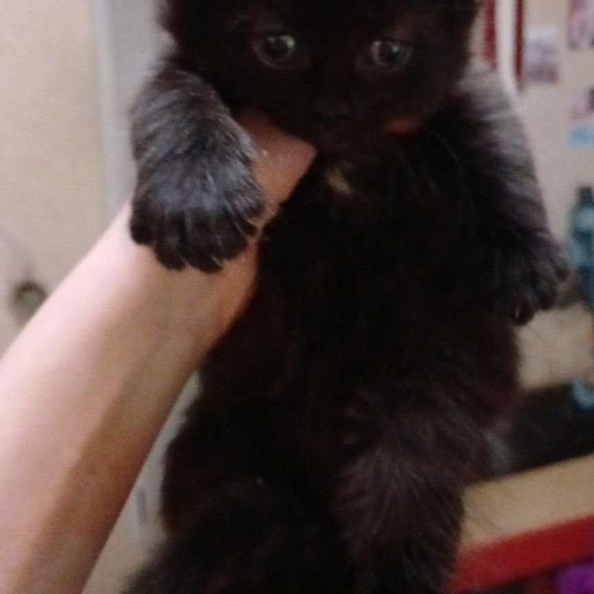 Котята в добрые руки бесплатно