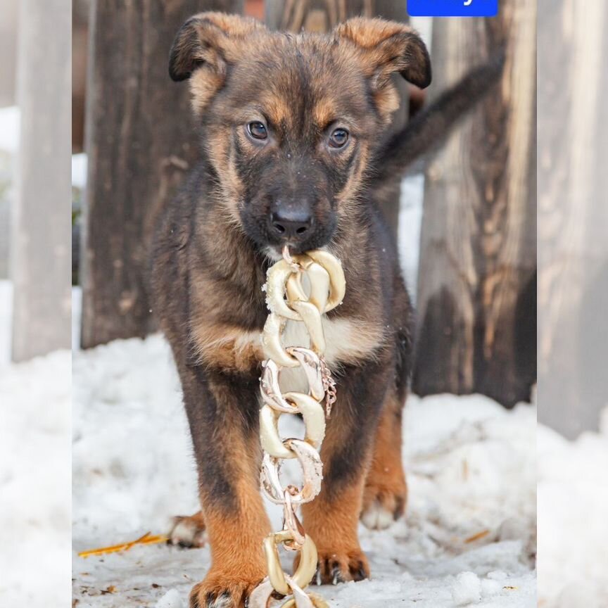 Щенок в добрые руки