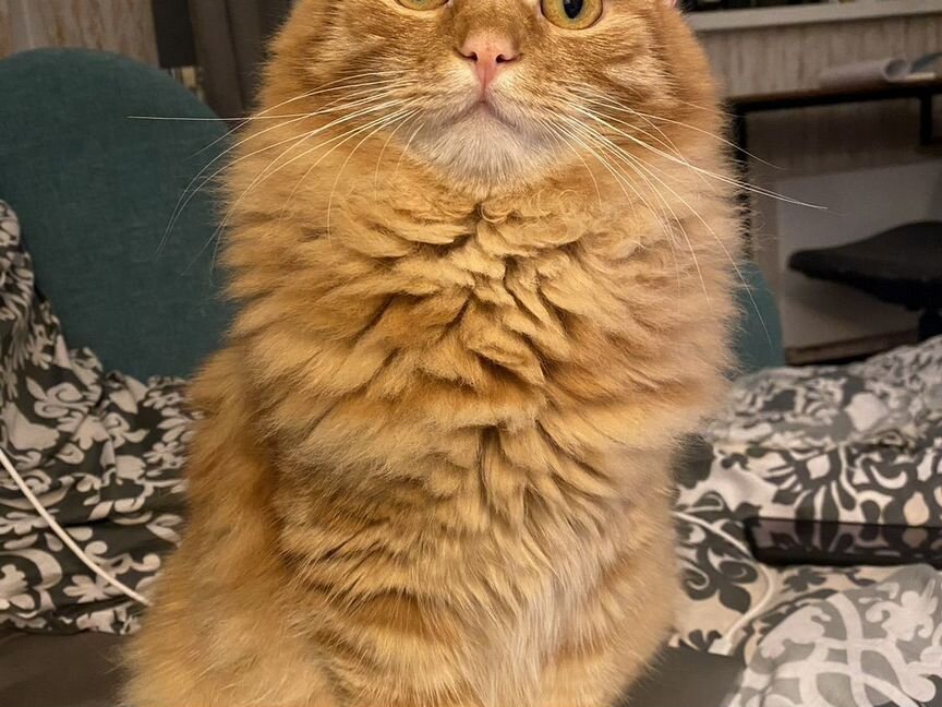 Кот потеряшка
