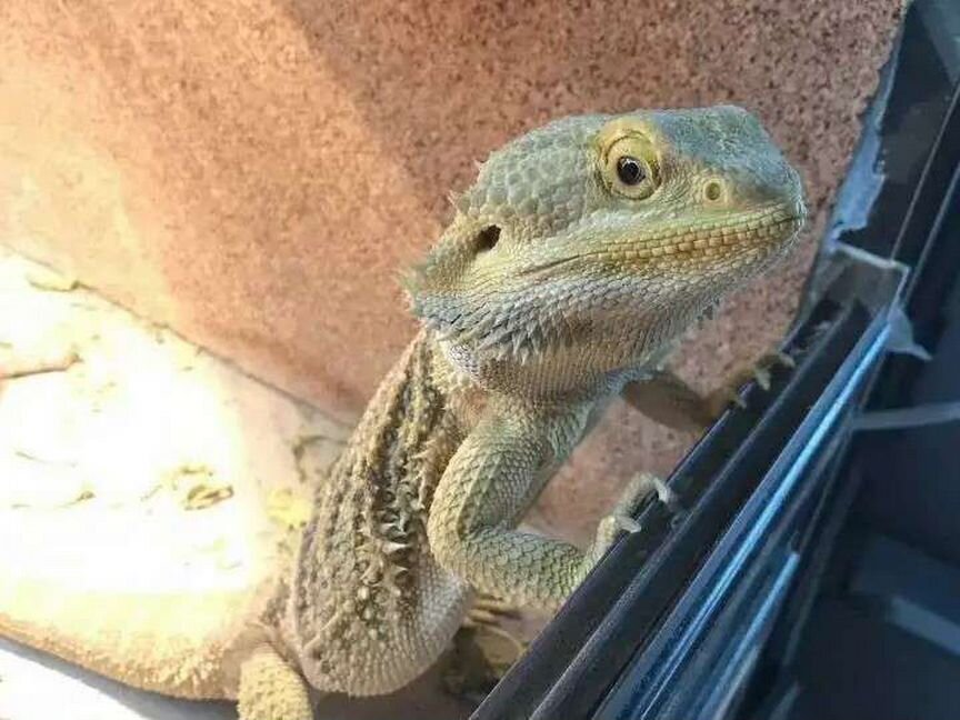 Продам террариум