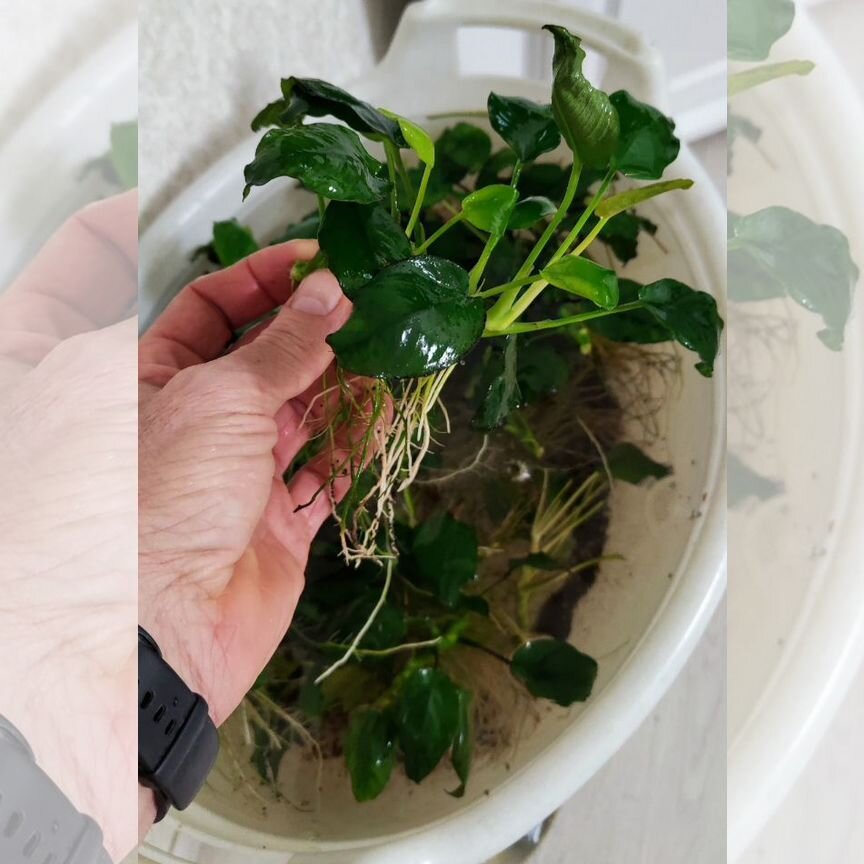 Анубиас нано