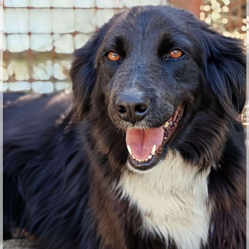 Взрослая собака в добрые руки